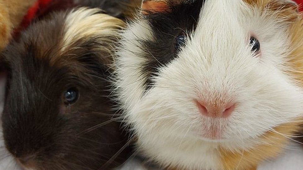 Fluffy Pigs