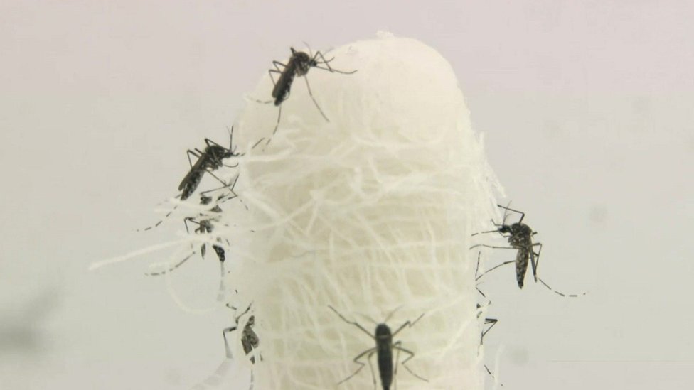 Rio Olympics Zika: Opinion divided over threat of virus - BBC News