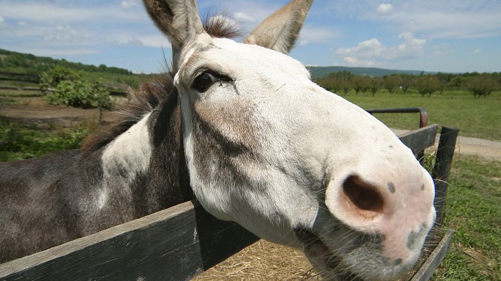 Conservation: World's first donkey embryo created - CBBC Newsround