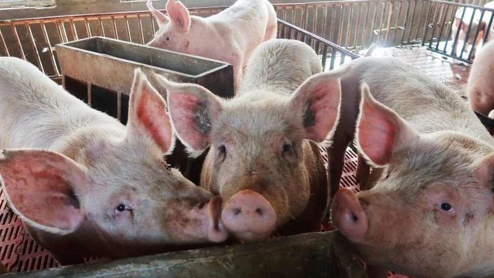 Pig welfare at risk as CO2 shortage bites food industry - BBC News
