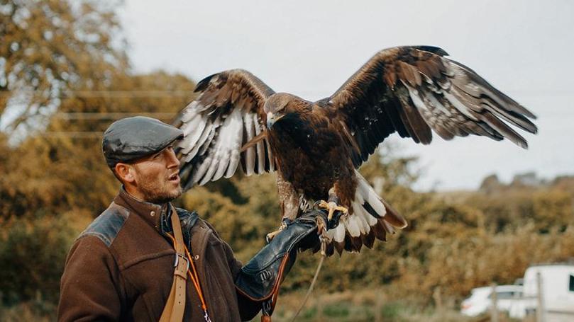 African Hawk Eagle Falconry