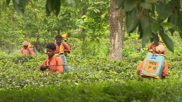 Indian tea workers 'spraying without protection' - BBC News