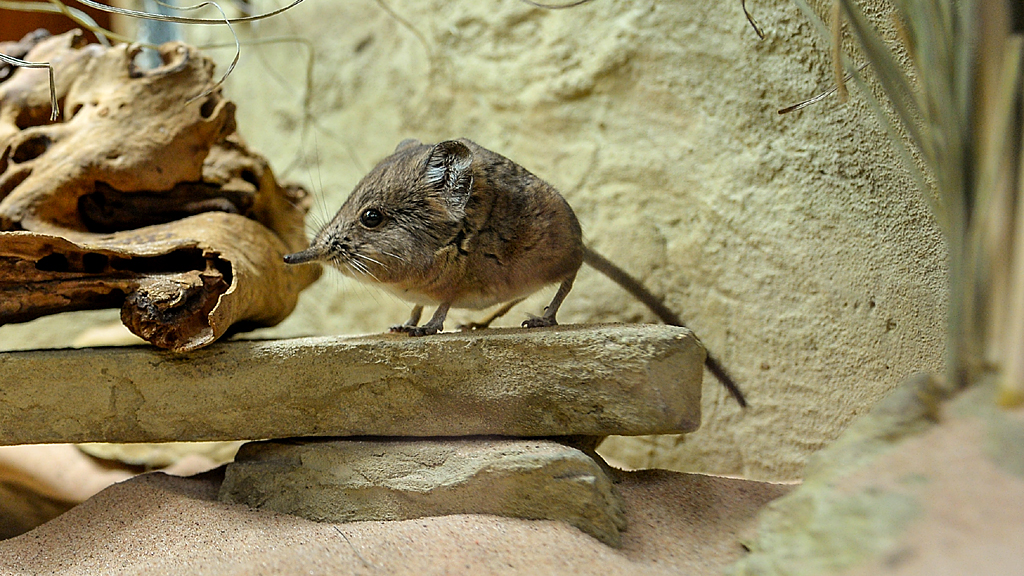 BBC News - Animal count - taking stock at Chester Zoo