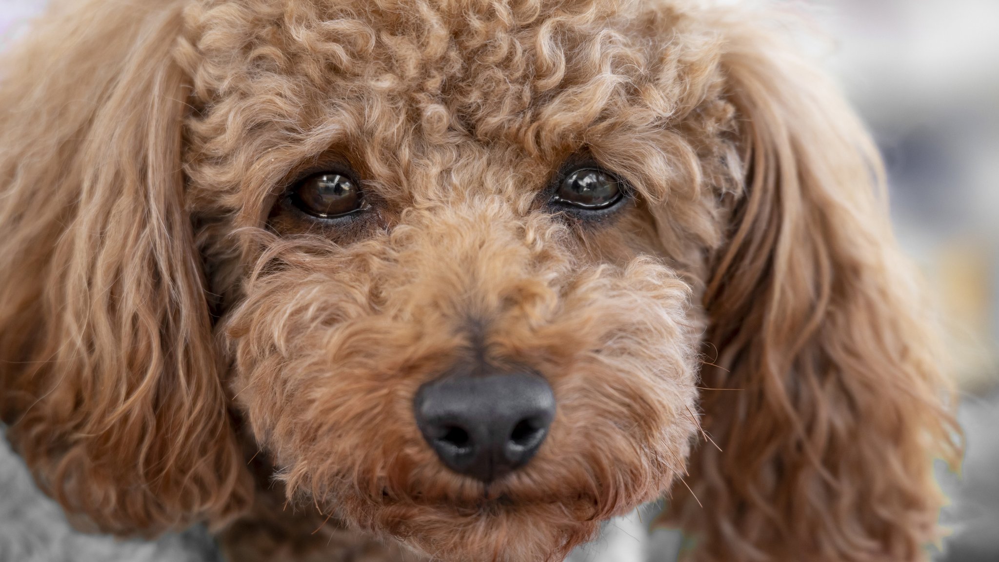 Dogs cry 'happy tears' when they see their owners - CBBC Newsround