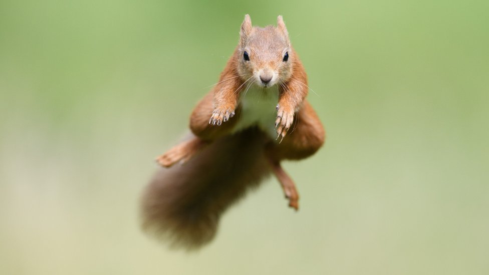 Squirrels: New research shows they can do some impressive acrobatic ...