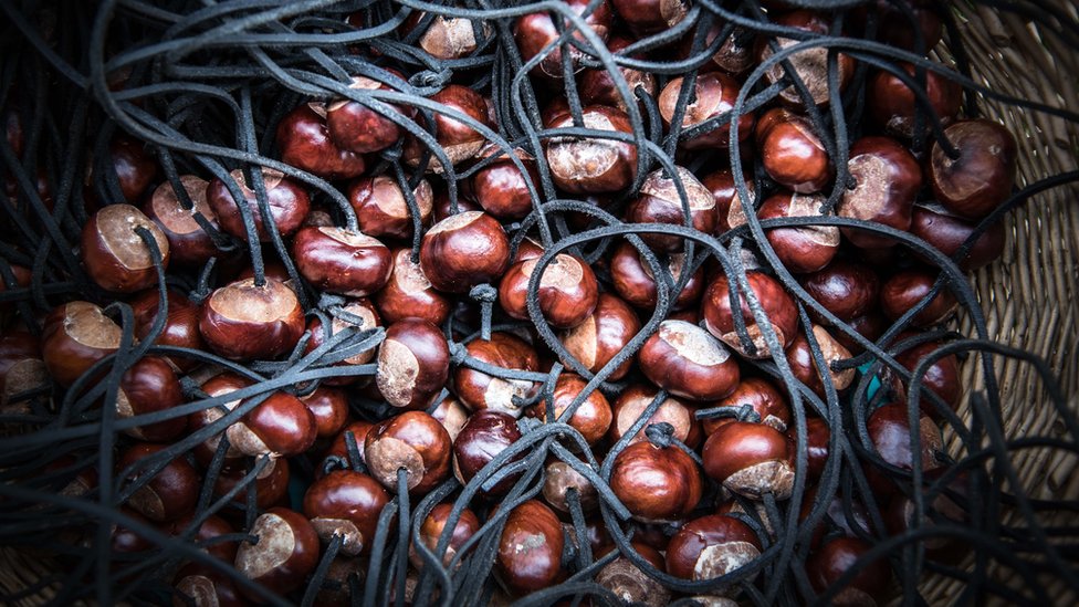 The 2017 World Conker Championships - CBBC Newsround
