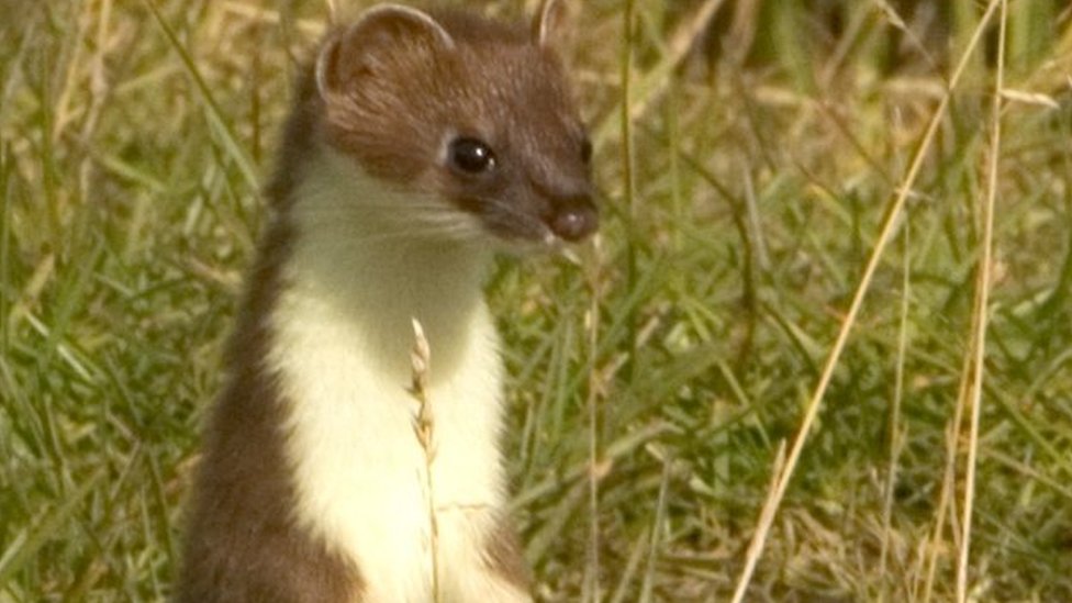 Smelly stoat gland surprise for New Zealand thieves - BBC News