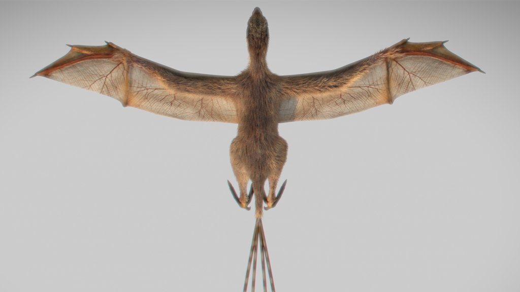New species of dinosaur discovered with bat wings - CBBC Newsround