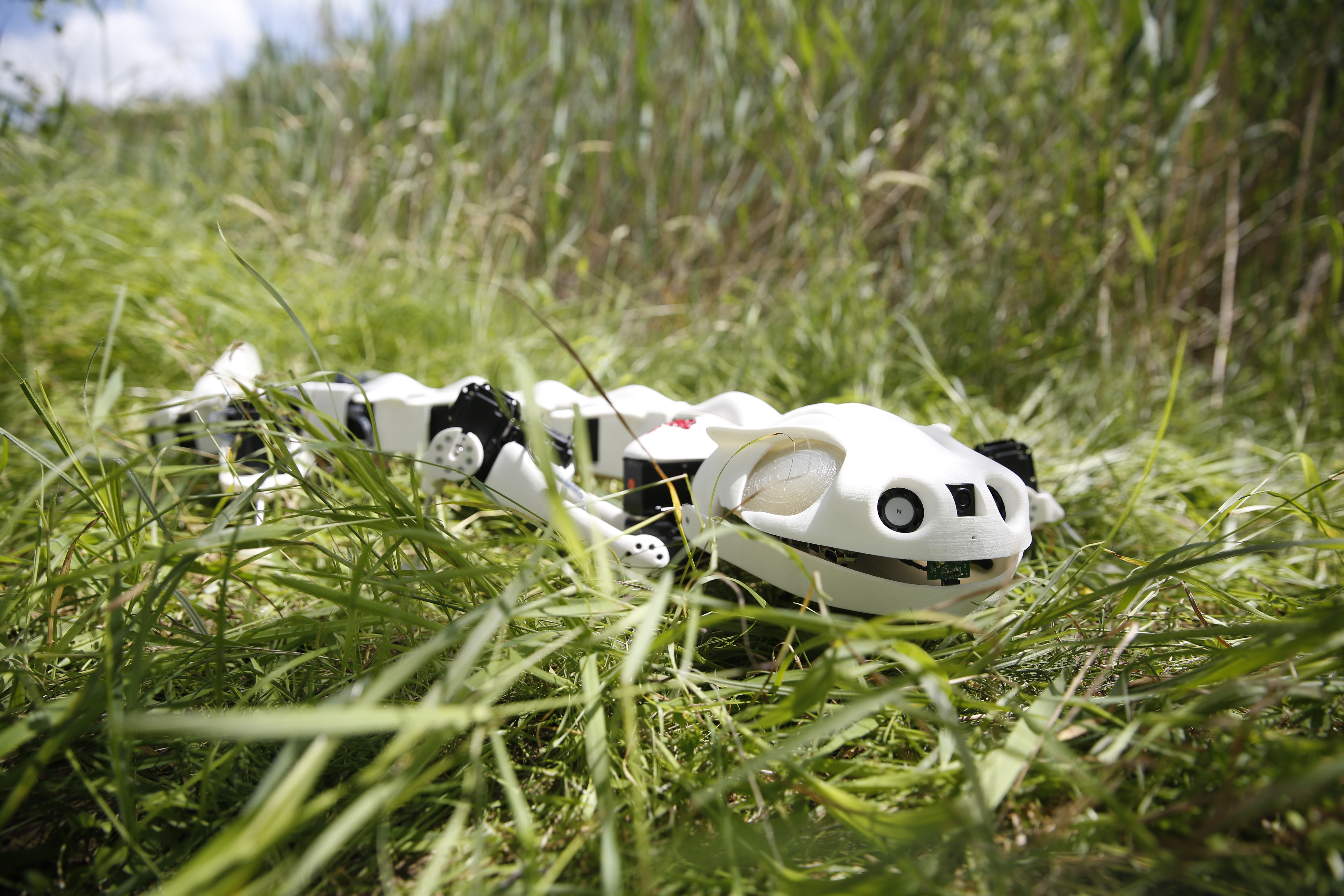 Automated amphibian teaches us to walk - BBC News