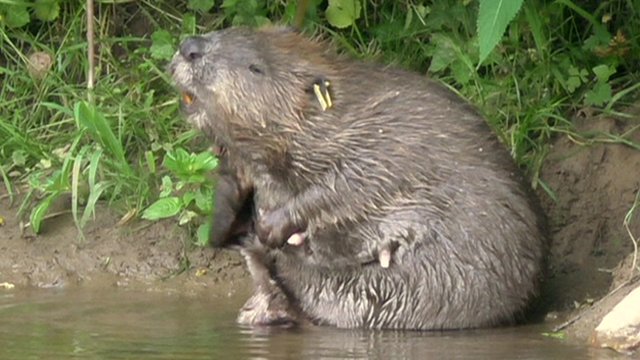 Beavers caught on camera with their babies - BBC Newsround