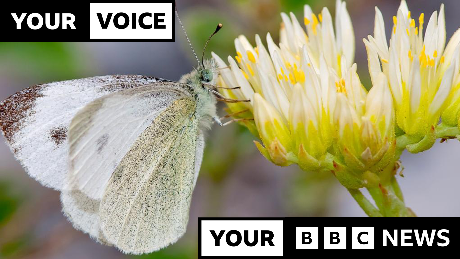 White Butterfly