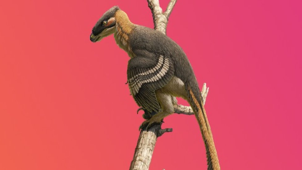 Dinosaurs: Ancient relative of the velociraptor lived on the Isle of ...