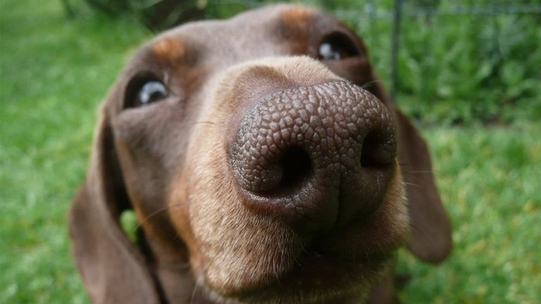 Dog photos: YOU sent us your precious pooch pics - CBBC Newsround