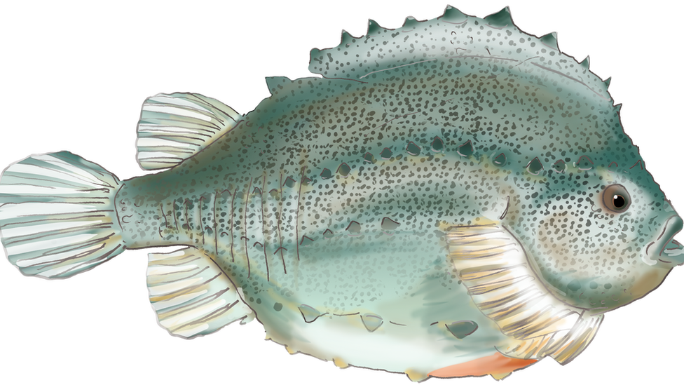 River Foyle: What lives in the water? - BBC News