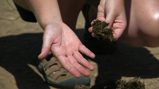 Defending the Rhino: Baby rhino survives poaching attack - BBC Newsround