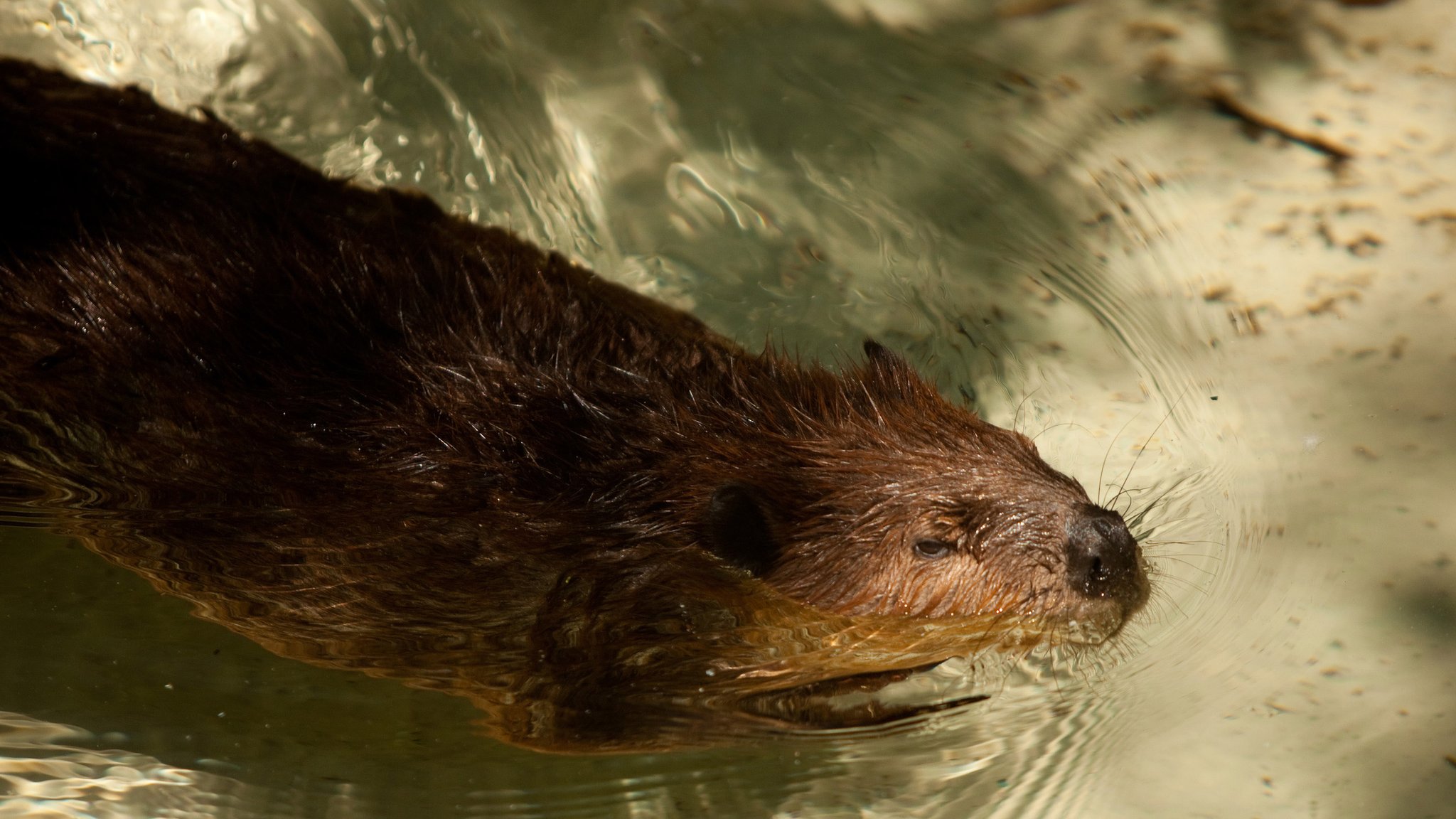 South America Beavers North American Beaver Wikipedia