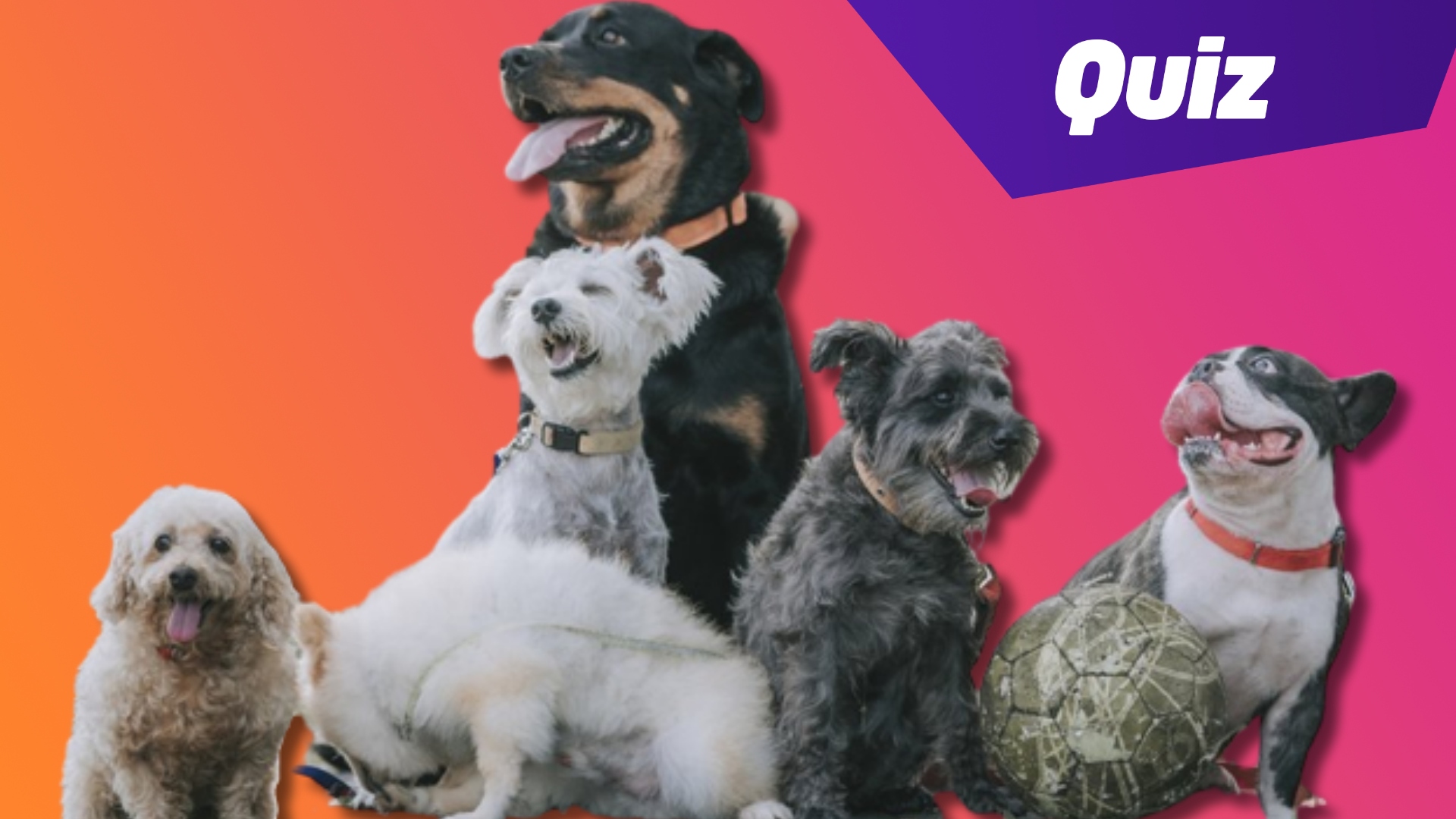 People choose their dogs according to their own personality, say Kennel ...