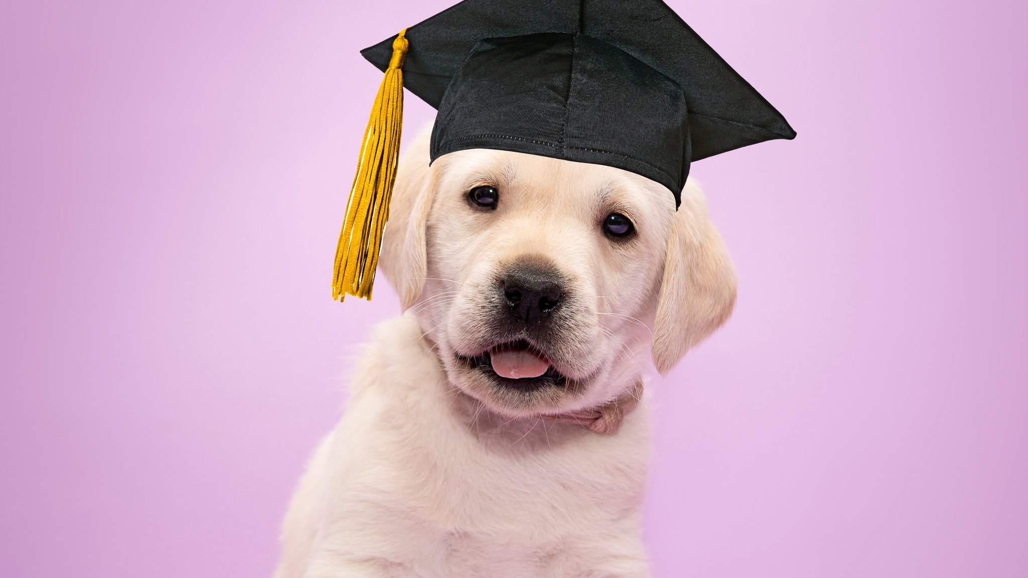 UK guide dog charity wants problem solving pups - CBBC Newsround
