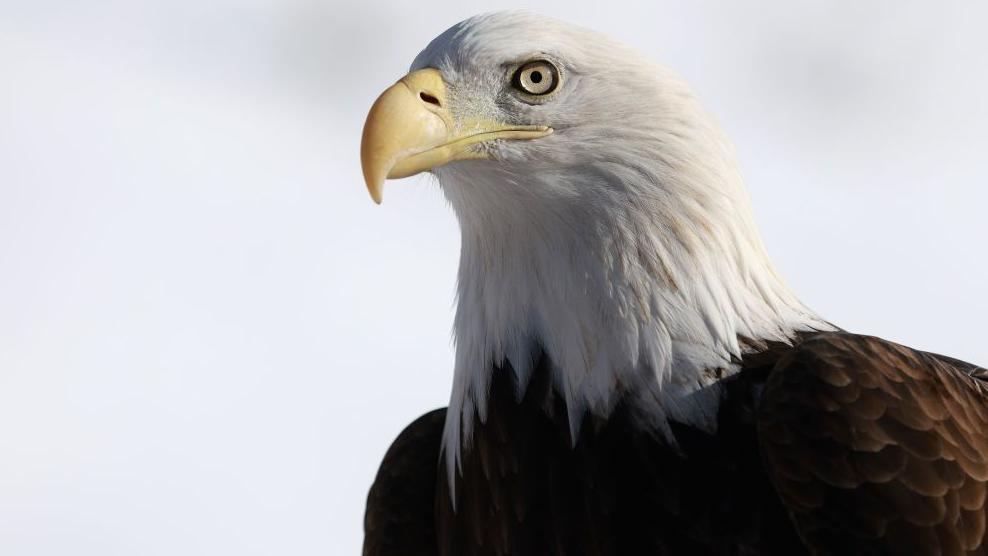 Official Symbols Bald Eagle Eagle Vs. Turkey: America's First Bird