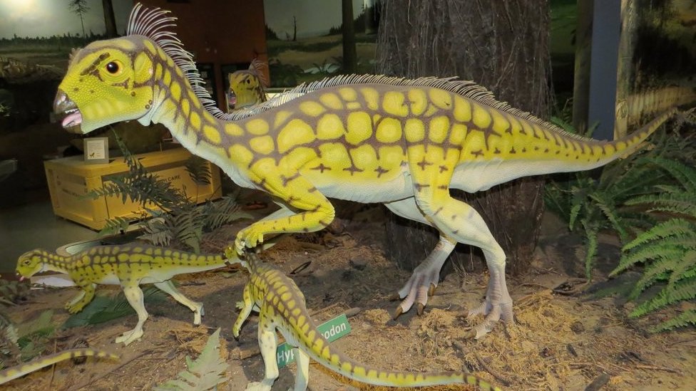 Palaeontologist William Fox's dinosaur fossil finds displayed - BBC News