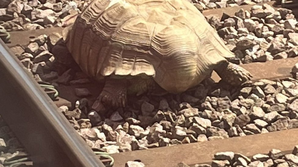 Tortoise stops trains between Cambridge and Norwich - CBBC Newsround