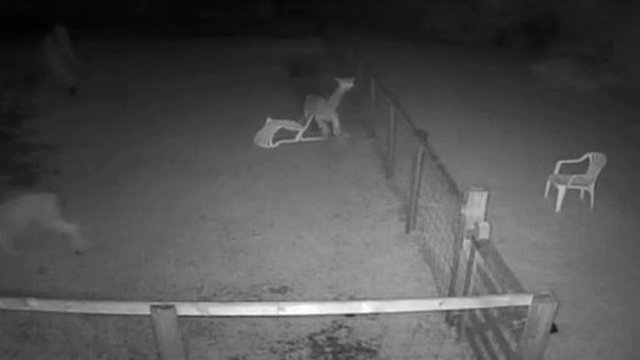 Alpacas attacked with chairs at Haslingden nursing home - BBC News