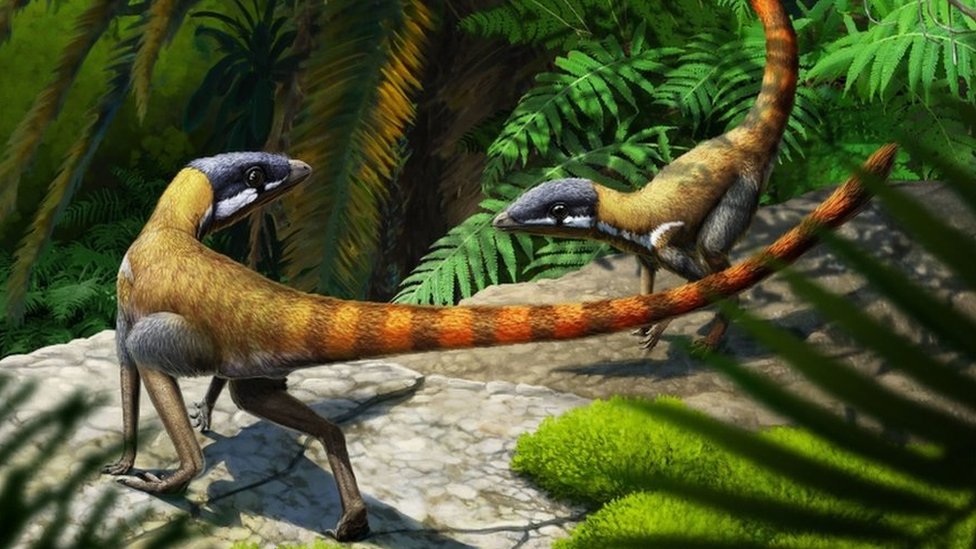 Pterosaur: Scottish fossil identified as ancient flying reptile - CBBC ...