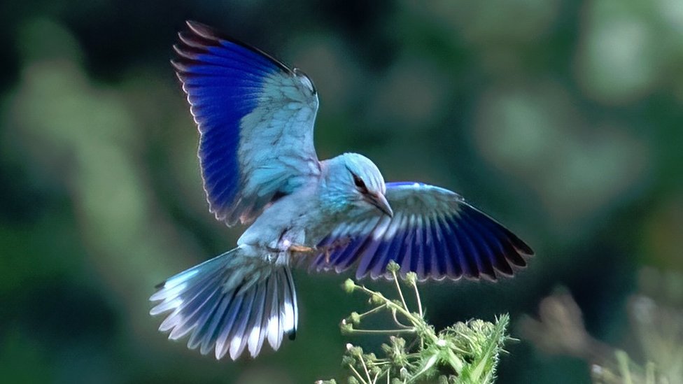 European Roller Bird