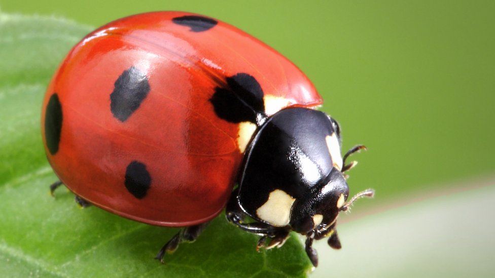 Ladybirds just as important for environment as bees - CBBC Newsround