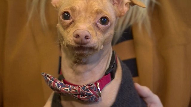 Watch Ugly Dogs: Meet the World's Ugliest Dog contest winner Zsa Zsa ...