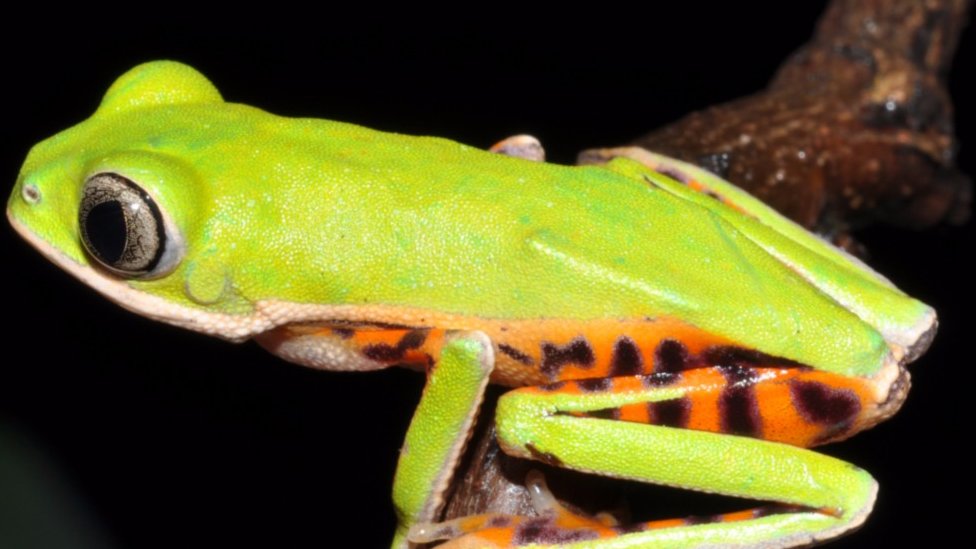 Perereca Verde Venenosa