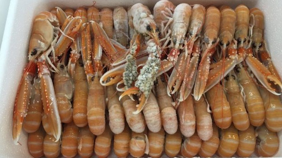 NI fishermen to be allowed to catch more prawns - BBC News