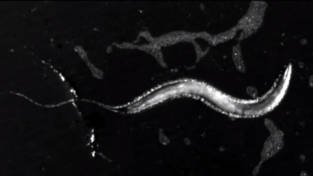 Sound waves reverse worm's wriggle - BBC News