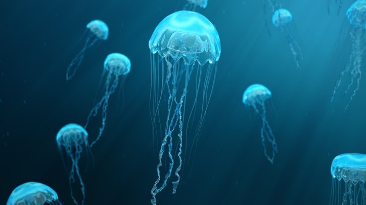 World Jellyfish Day: What do you know about jellyfish? - CBBC Newsround