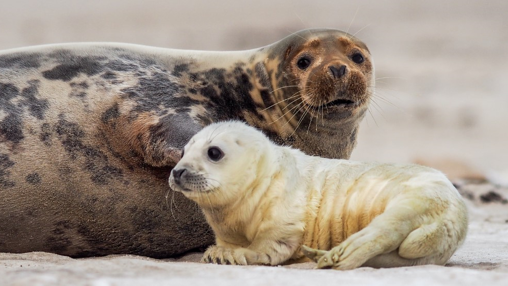 Thermal imaging cameras help count seal pups from the air - CBBC Newsround