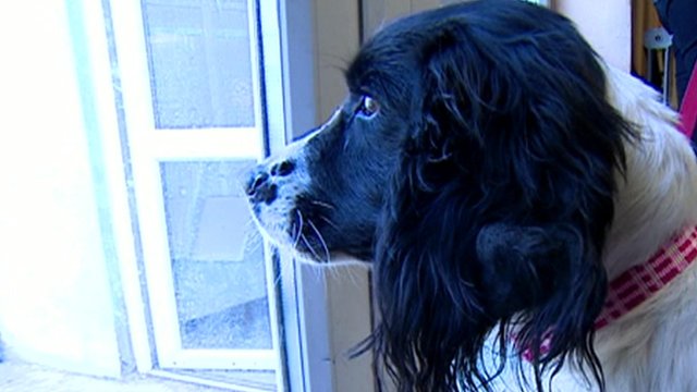 Bella the dog found 130 miles from home - BBC News