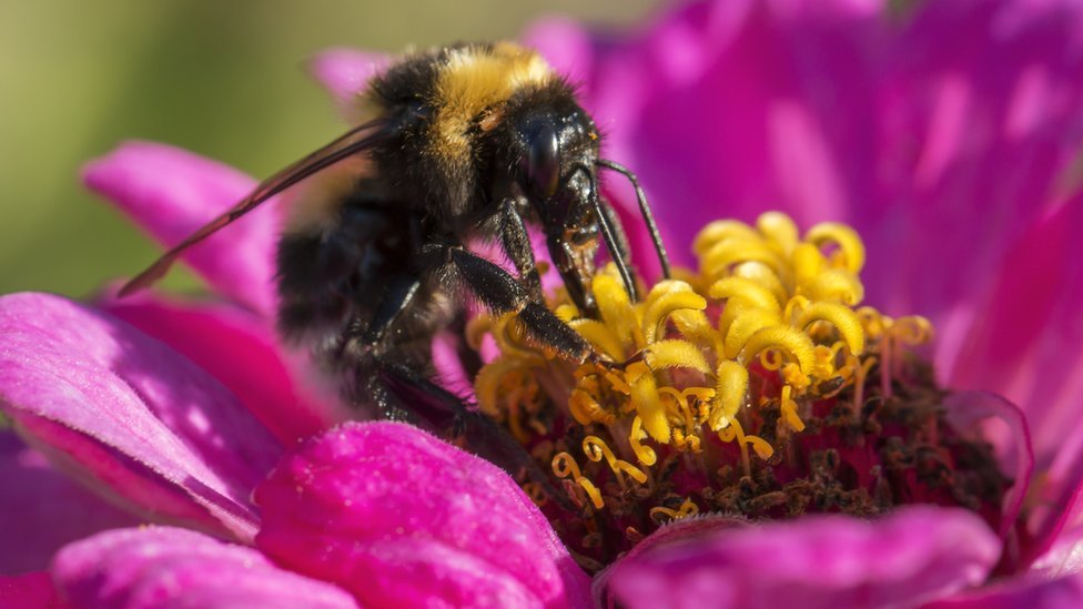 The Great Yellow bumblebee has been spotted in Scotland - CBBC Newsround
