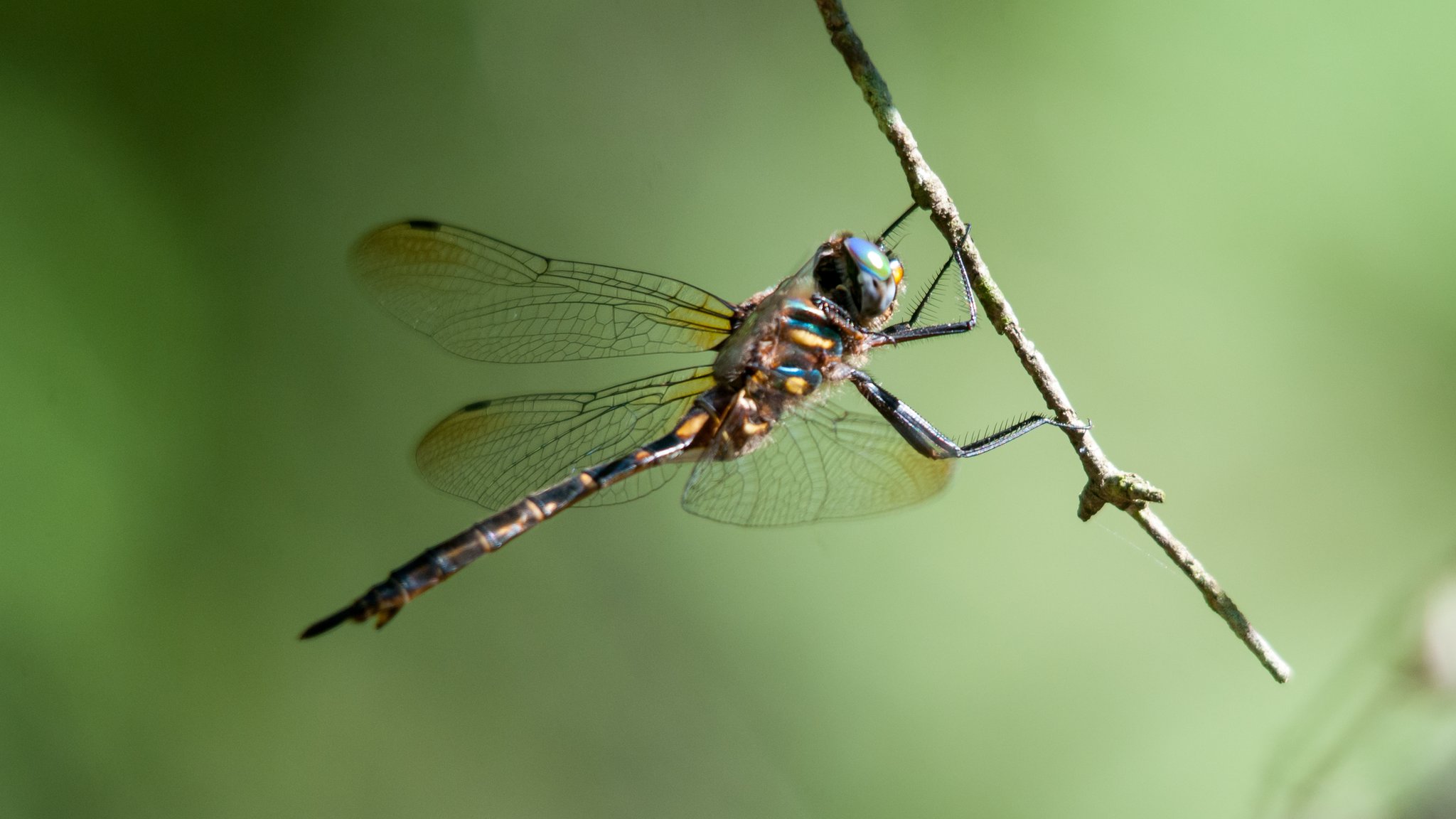 More than 960 dragonfly species at risk of extinction, says report ...
