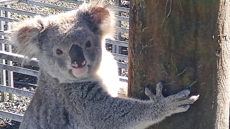 Mad Koala