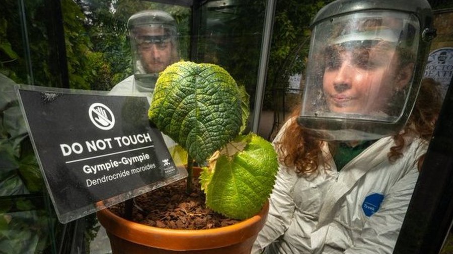 FARK.com: (13963432) Because where else would the deadliest tree in the ...