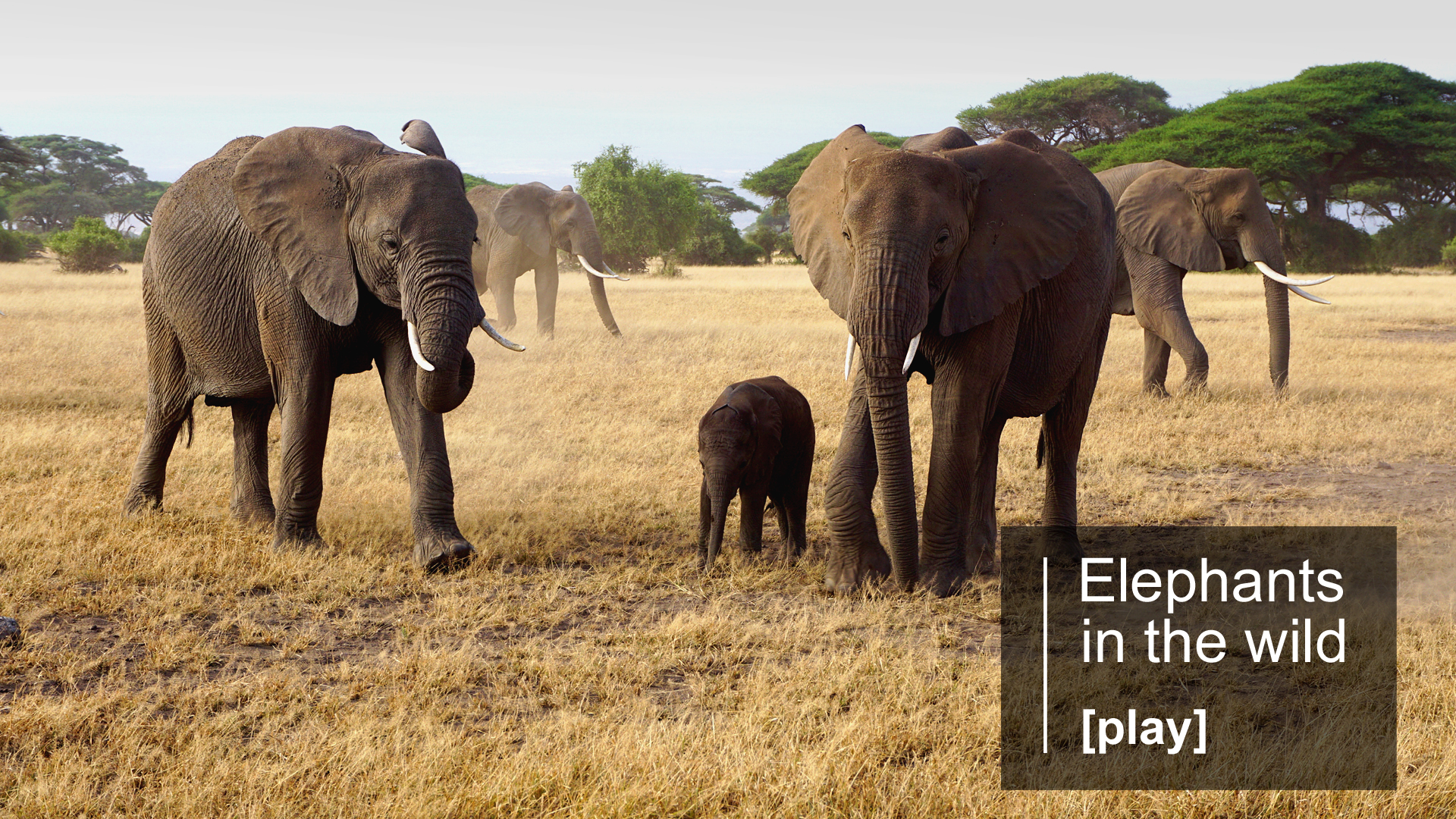 Elephants at play - BBC News