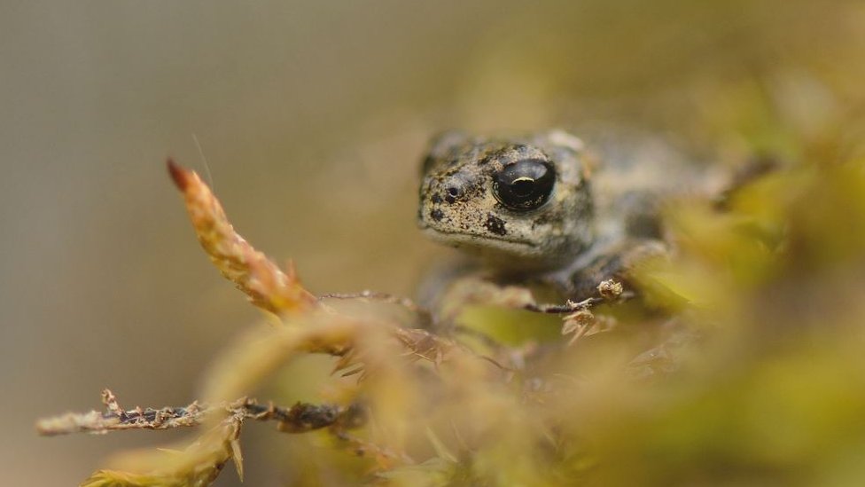 Baby Toads