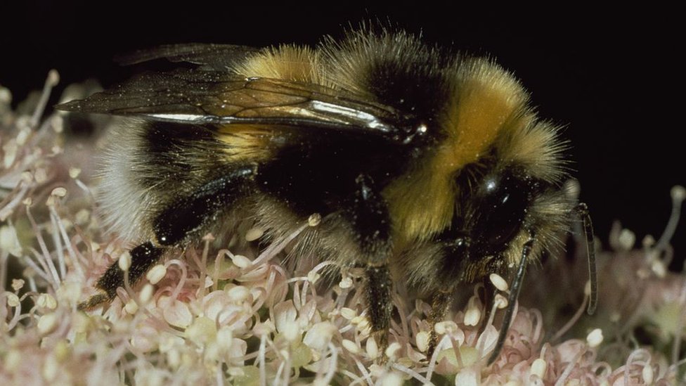 Bumblebees: UK conservation project helps rare shrill carder bees ...