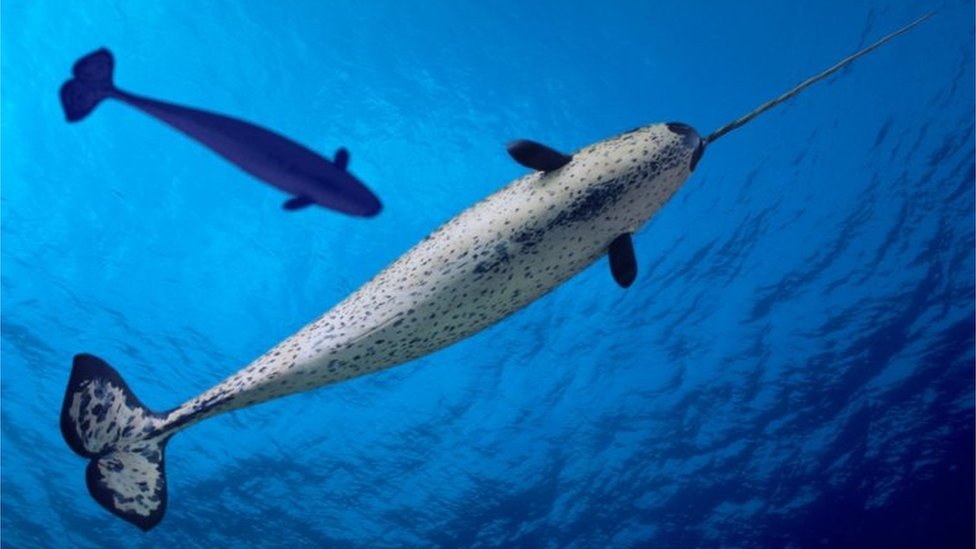 Narwhal Tusk Narwhal Tusk Stock Photos Free & Royalty Free Stock