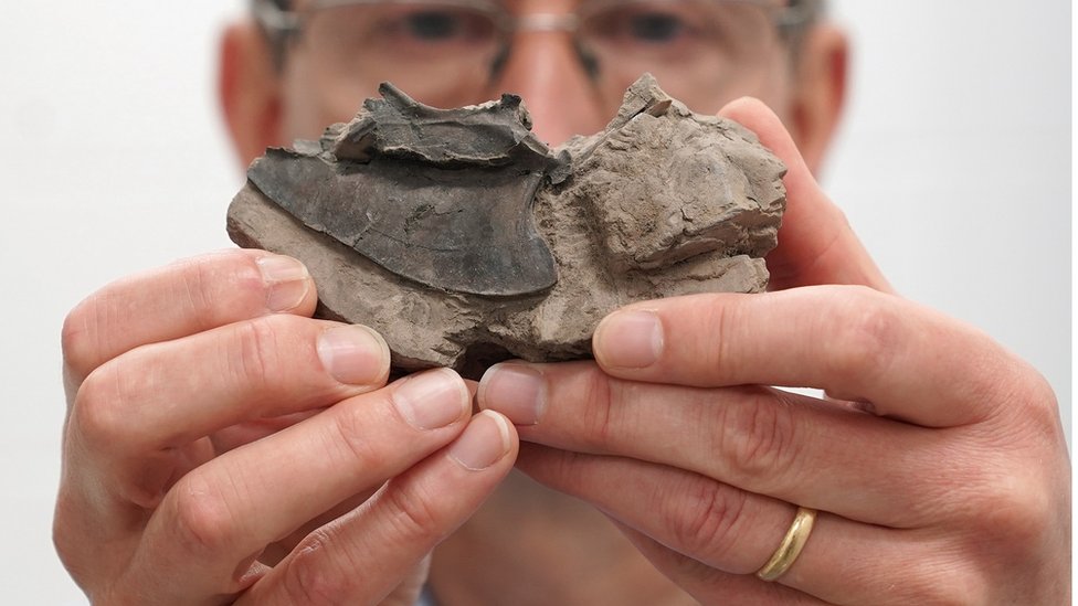 55-million-year-old bird fossil collection gifted to National Museums ...