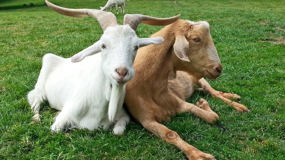 Goats prefer people with happy faces - CBBC Newsround