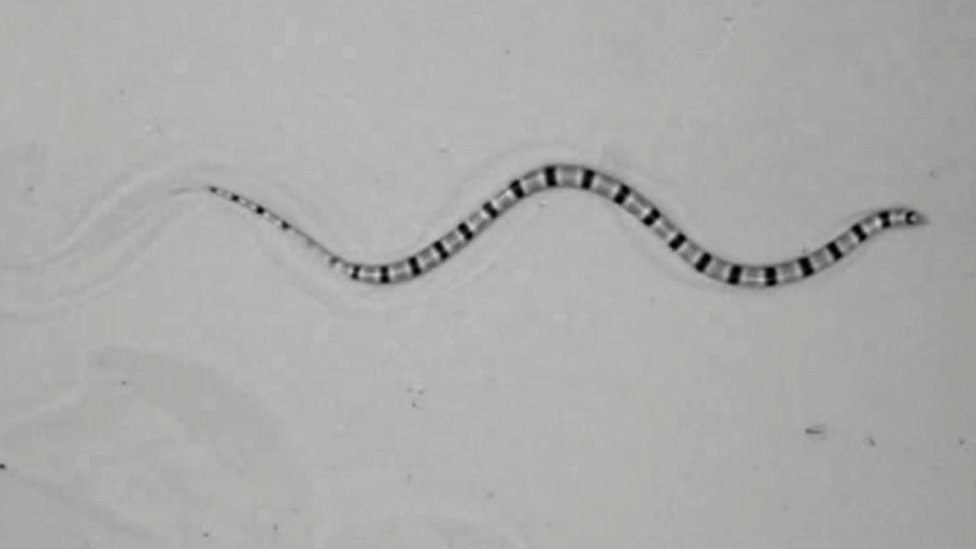 Unpicking the physics of sand snakes - BBC News