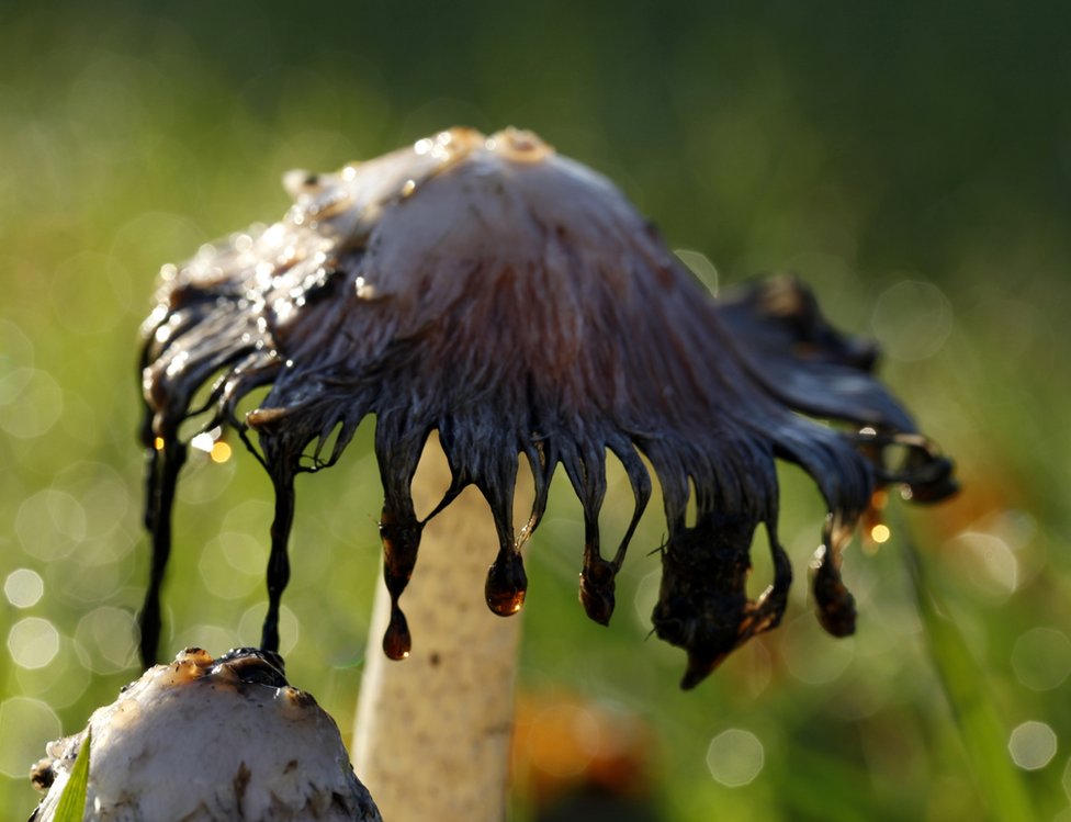 Your pictures: Decay - BBC News