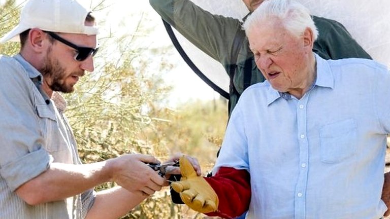 Sir David Attenborough spiked by cactus during TV show filming - CBBC ...