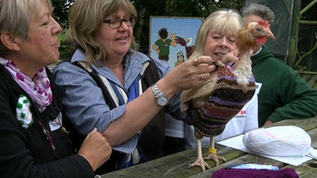 Chilly ex-battery chickens get woolly jumpers - BBC Newsround